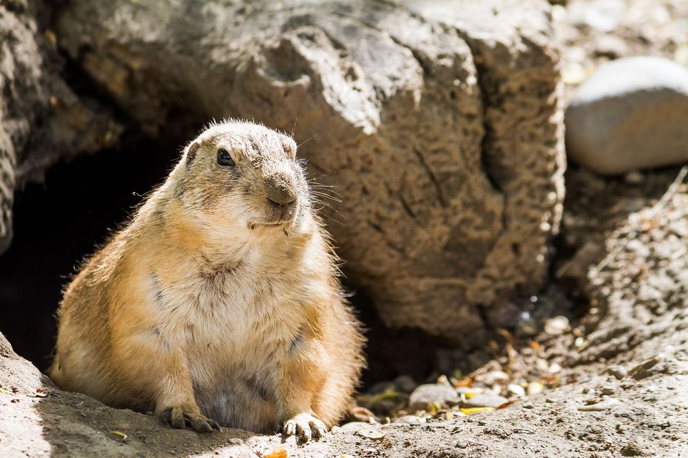 Punxsutawney Phil Does Not See His Shadow on Groundhog Day 2024 ...