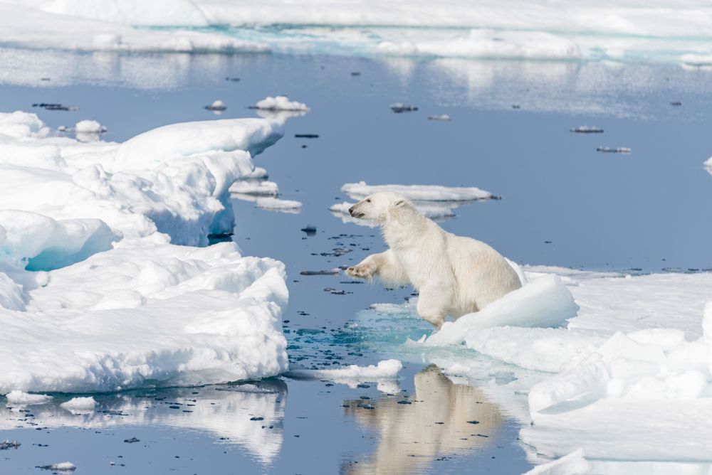 Animals Affected by Climate Change and Severe Weather | Weather ...