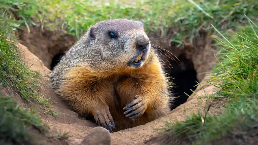 How Accurate Will Punxsutawney Phil Be on Groundhog Day 2024? | Weather ...